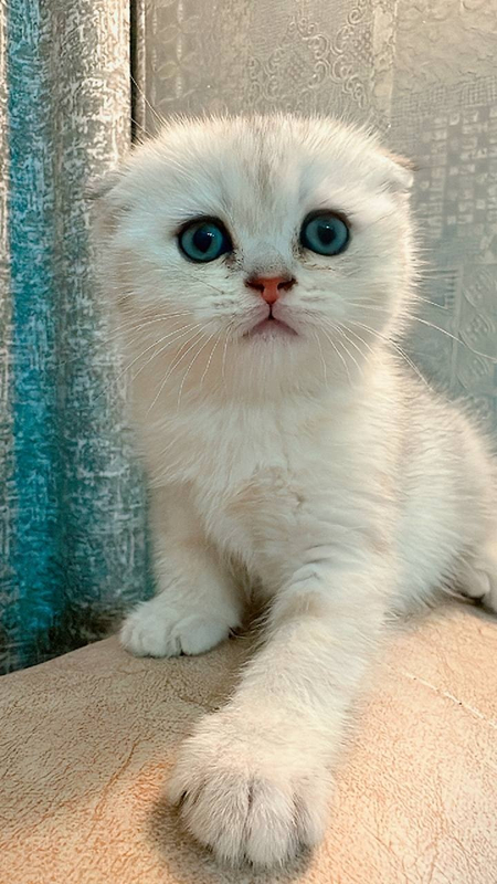 Срочно продаётся котёнки