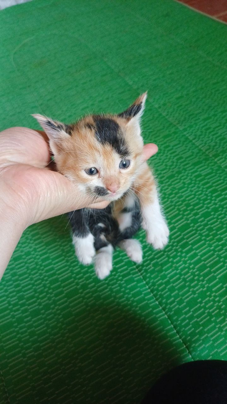 Отдаются самые милые котята. Только в хорошие руки