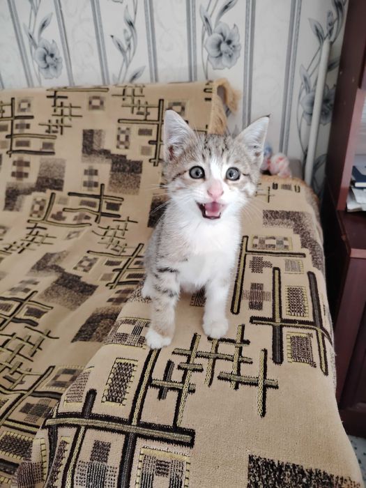 Продаётся очень красивый котёнок
