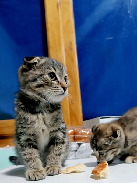 Шотландская вислоухая кошка