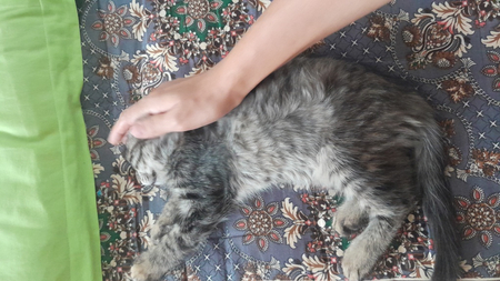 Сибирский котенок 2,5 месяца