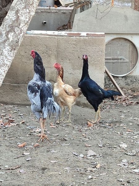 Kulangi tuxumlari