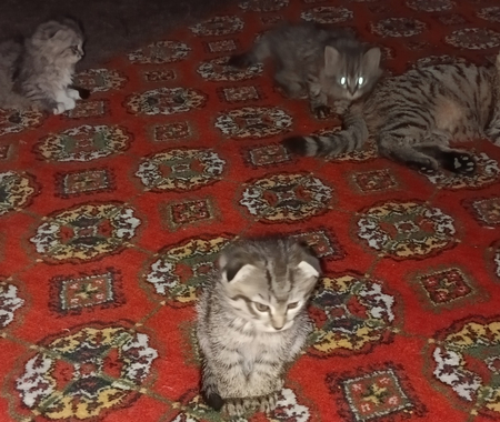 Котята веслоухиие 2 месячные и мама кошка отдам в хорошие руки