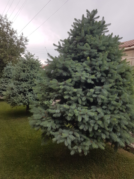 Golubaya yel archa sotiladi