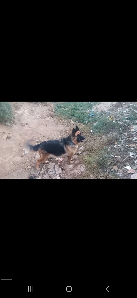 Немецкий овчарка