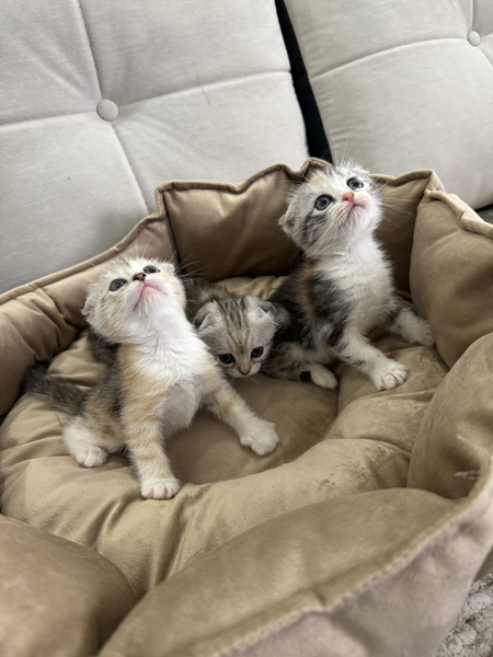 Котята скоттиш фолд