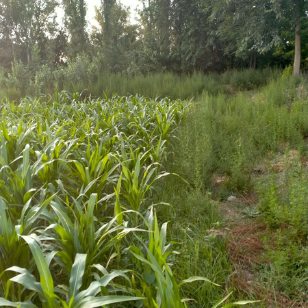 Uchastka sotiladi
