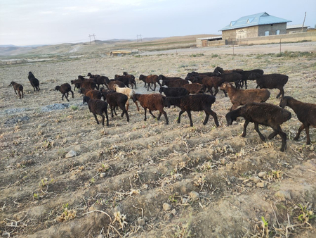 Shirboz qo'zilar, Buqalar sotiladi