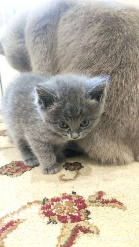 Продаются котята скоттиш страйт