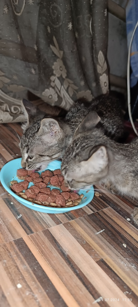 СРОЧНО!!! Котята в добрые ручки. Ходят в лоток.