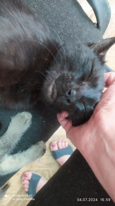 Отдам даром котят в добрые руки