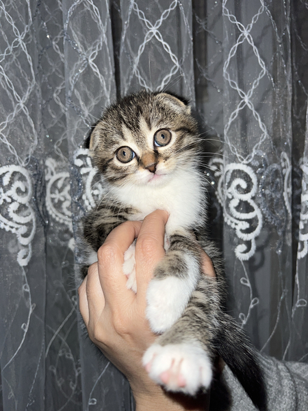 Котята скоттиш фолд