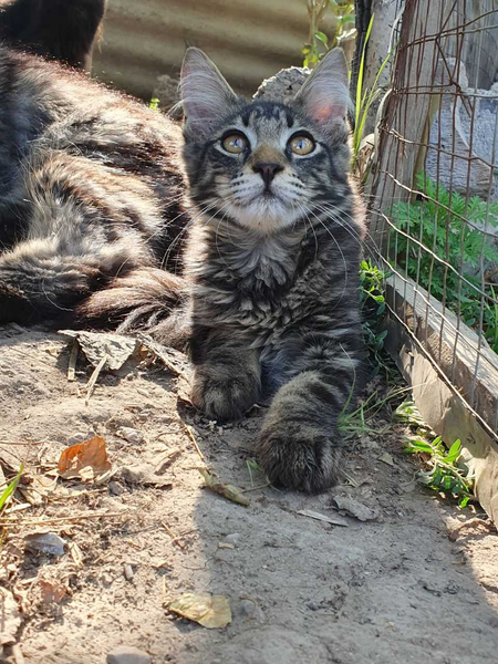 Мейн кун котята 3,5 месяца мальчики и одна девочка