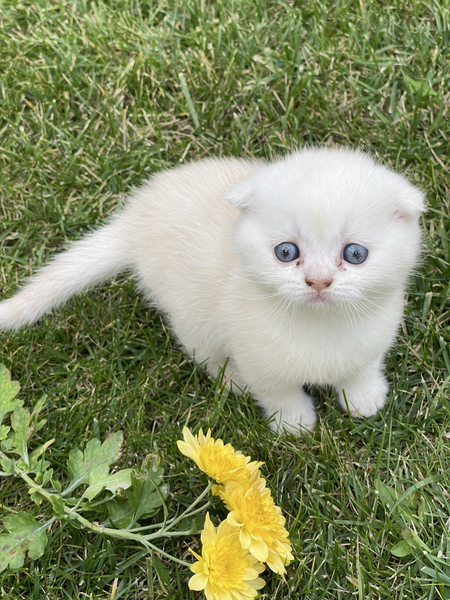 Котенок шиншилл золотистый