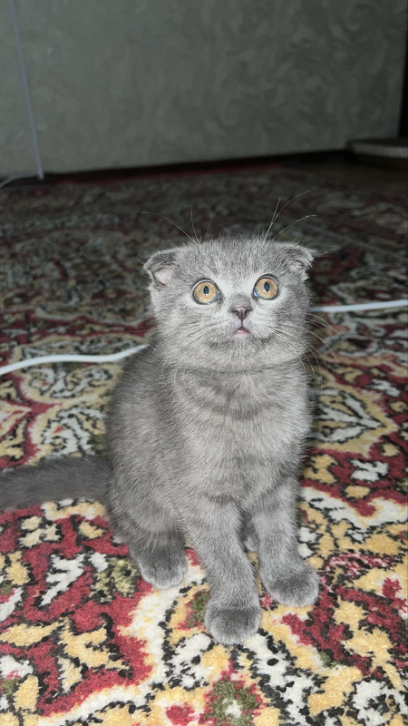 Продаётся котёнок Девочка скоттиш-фолд