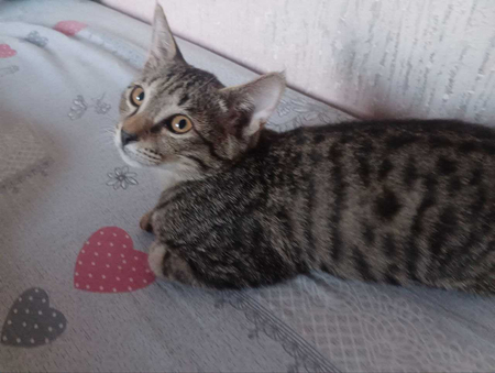 Котёнок отдаем в хорошие руки
