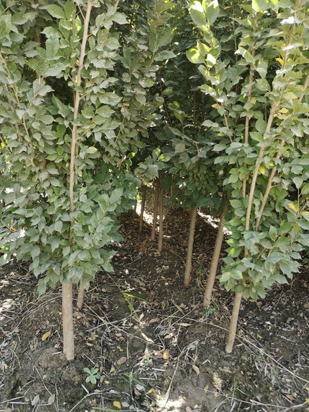 Sada qayrag\\\'och (chinni gujum)