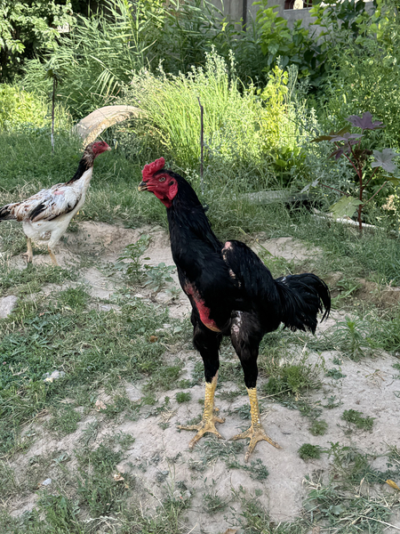 Dakan xuroz tuxumlari sotiladi