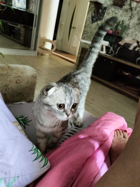 Продается скотиш фолд