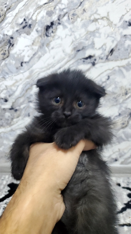 Продаются 2 месячные кот  породы scottish fold (мальчик)