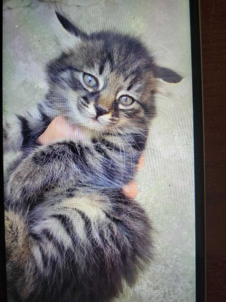 Продаётся кошка мраморный стайт Подарок 2 котята