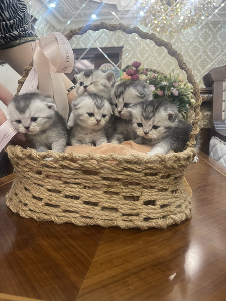 Продаються котятя scottish fold