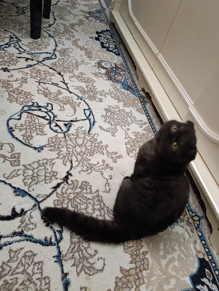 Cкоттиш Фолд мальчик