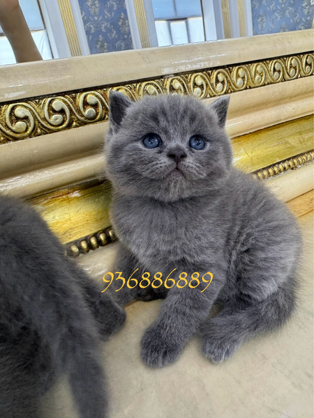 Плюшевые фолдики с набивной шубкой