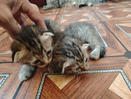 Продаю котят вислоухий!