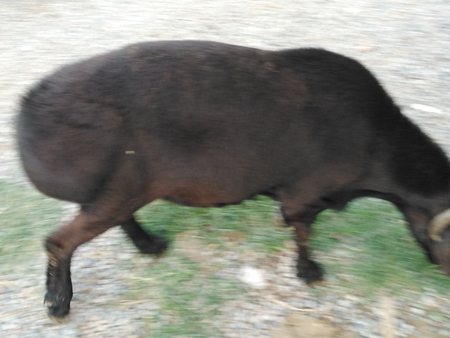 Qoy qoylar баран бараны овца  Jaydari Qassob мясник KALLA POCHA XASIB