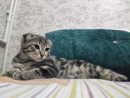 Шатландская девочка