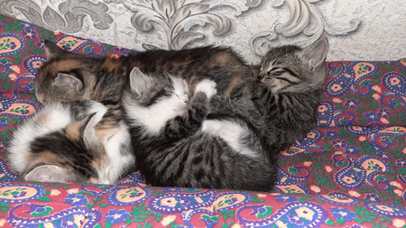 Любопытные и ласковые котята