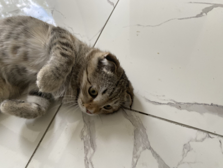 котенок скоттиш фолд девочка очень умная