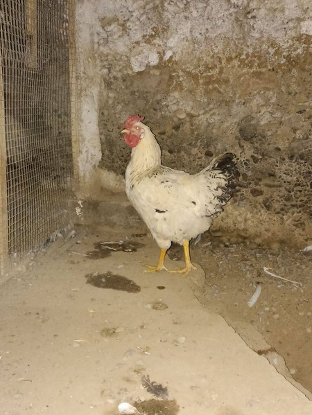 Sotiladi joja horozlar hali qichqirmagan