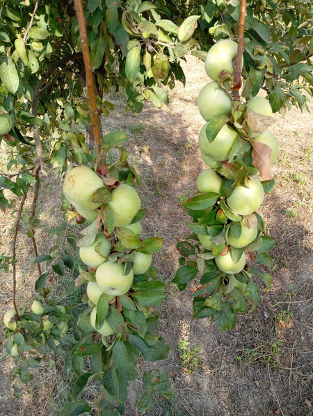 Olma bor yahshi holda terib olish va isteʼmol qiliw kerak