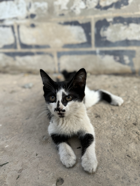 Кошка в хорошие руки