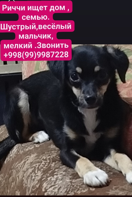 Бесплатно. Приют. Щенки, собачки, кошки