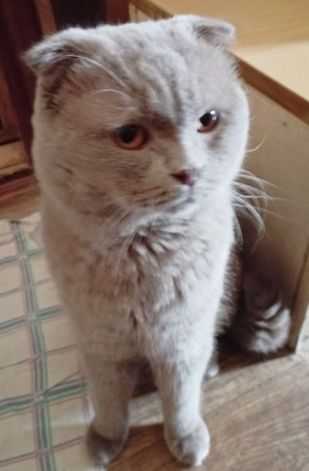 Шотландский скотиш фолд кот на вязку