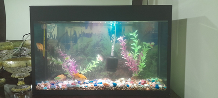 30 litrli akvarium kamplekt