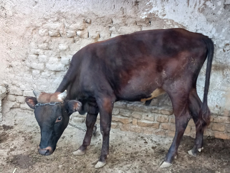 Molla sotiladi yeb ichari yaxwi sog' narsa galishib bariladi
