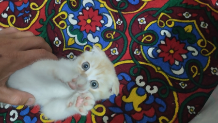 Mushuk bolasi paridiyasi yaxshi komplekt beriladi.