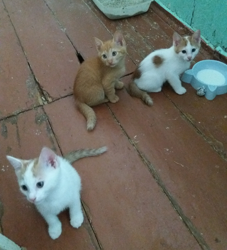 Котята в хорошие руки