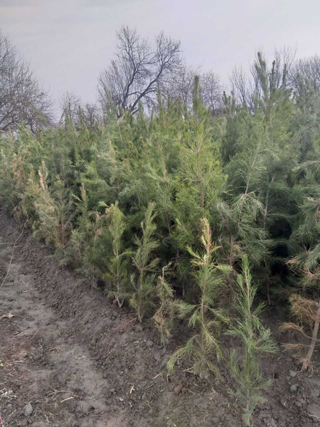 Manzarali ko'chatlar sotiladi.