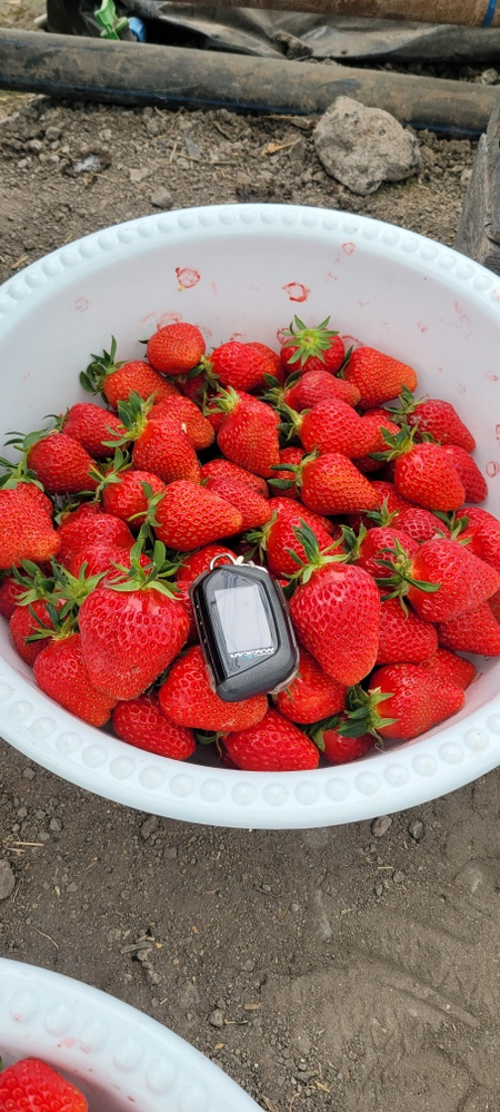 Strawberry Korean   Корейский сольхянг ку́чати, таноблари сотувда