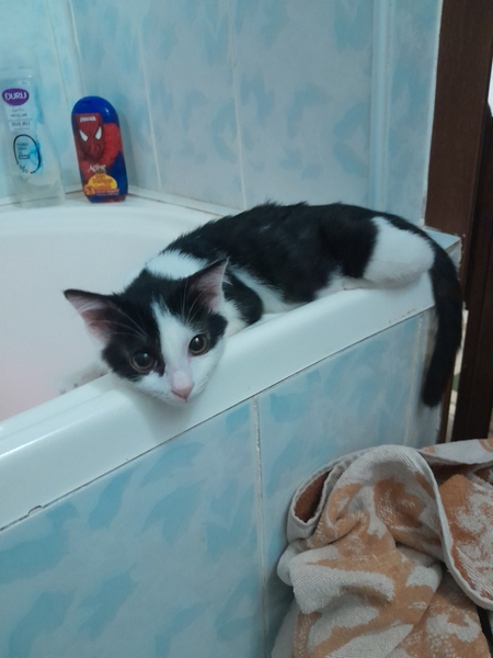 Только в добрые руки! Домашний котёнок (девочка)!