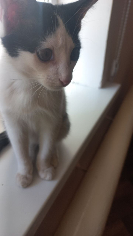 Котенок в добрые руки