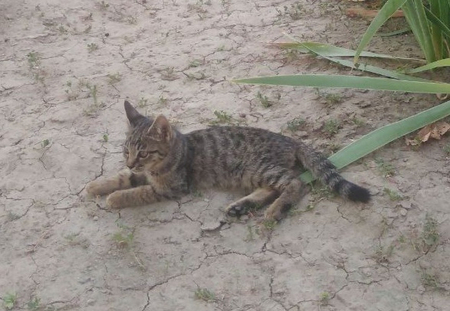 Отдам котят в хорошие руки