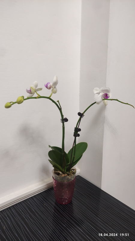 Орхидея /Phalaenopsis Afrodita Orchid/ миди 42см