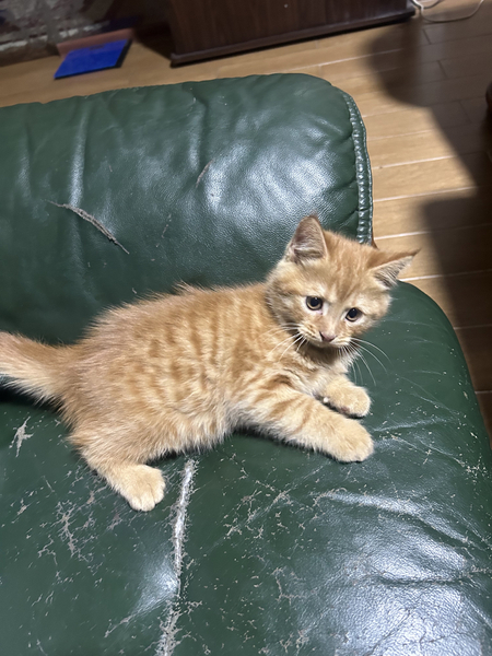 Котёнок 2,5 месяца