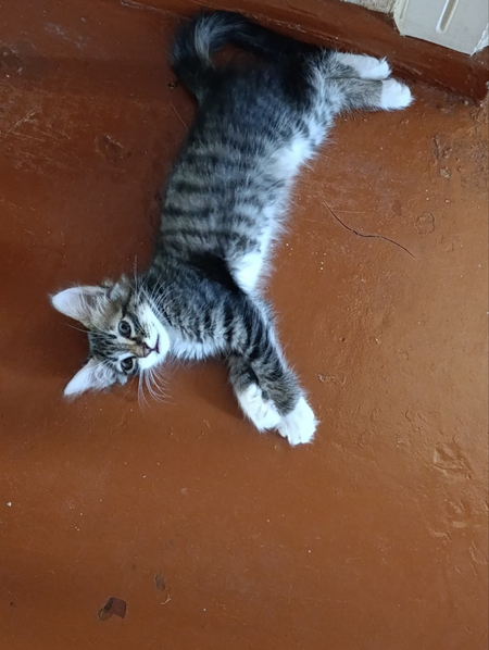 Отдадим котенка в хорошие руки